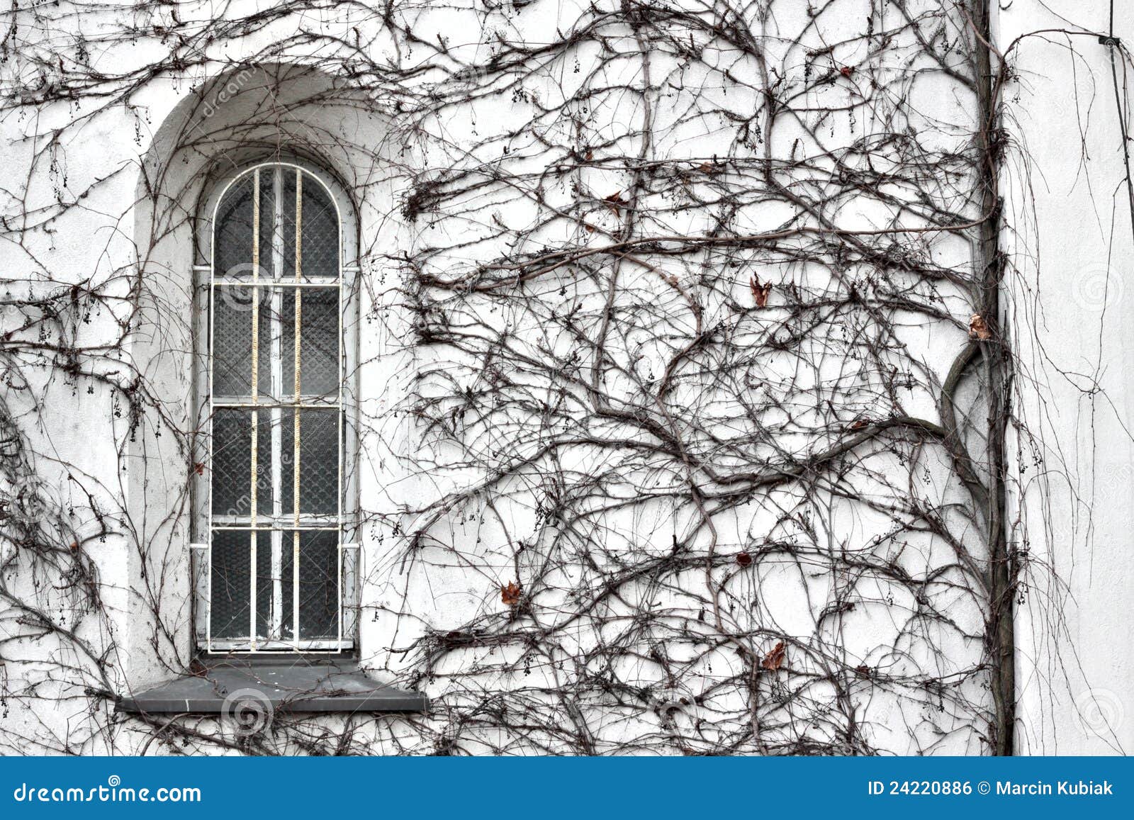 Window in the bush stock photo. Image of creeper, estate - 24220886