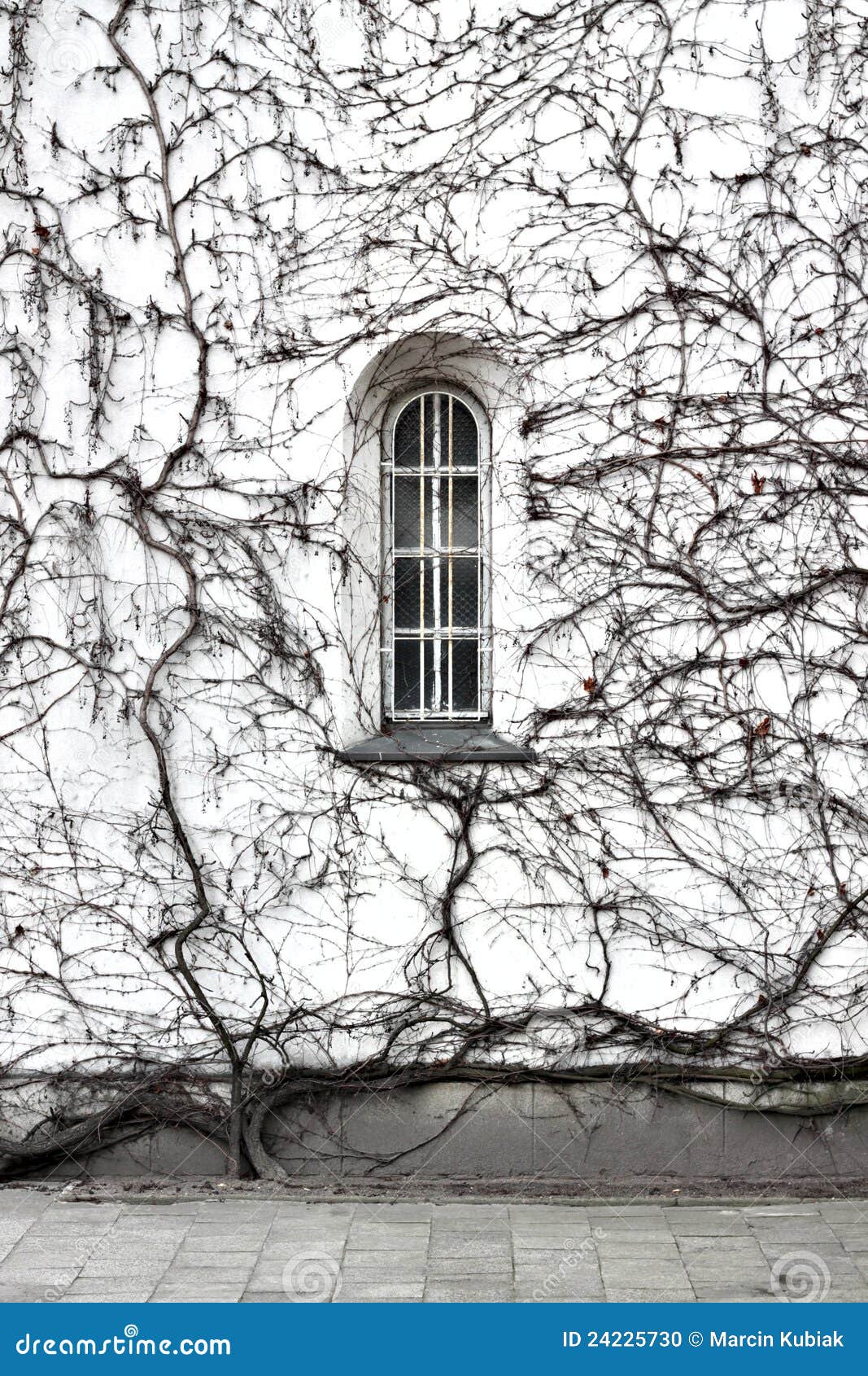 Window in the bush stock photo. Image of backgrounds - 24225730