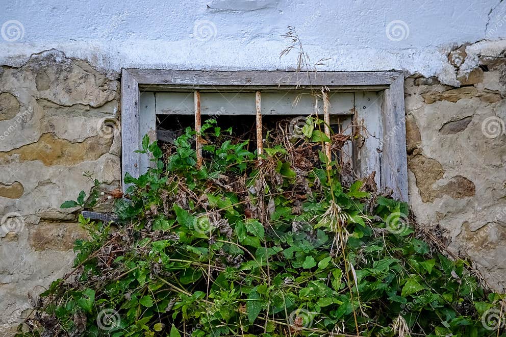 A window in the bush stock image. Image of basement - 334922921