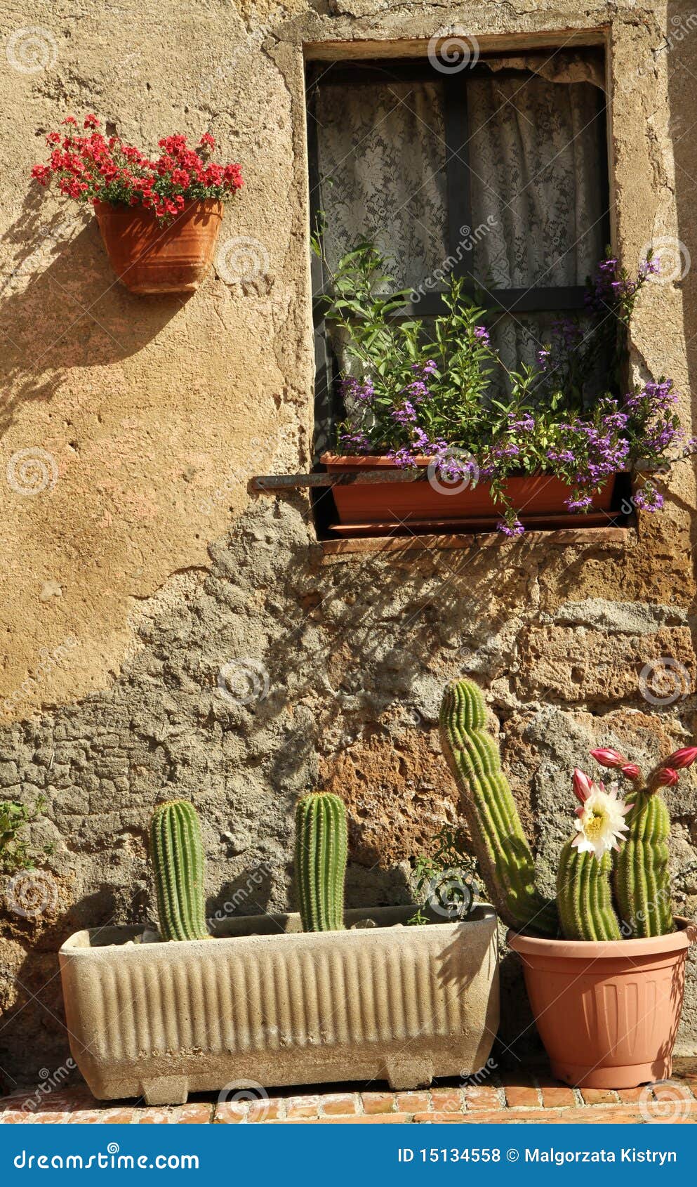 Window with cacti, Tuscany stock photo. Image of cacti - 15134558