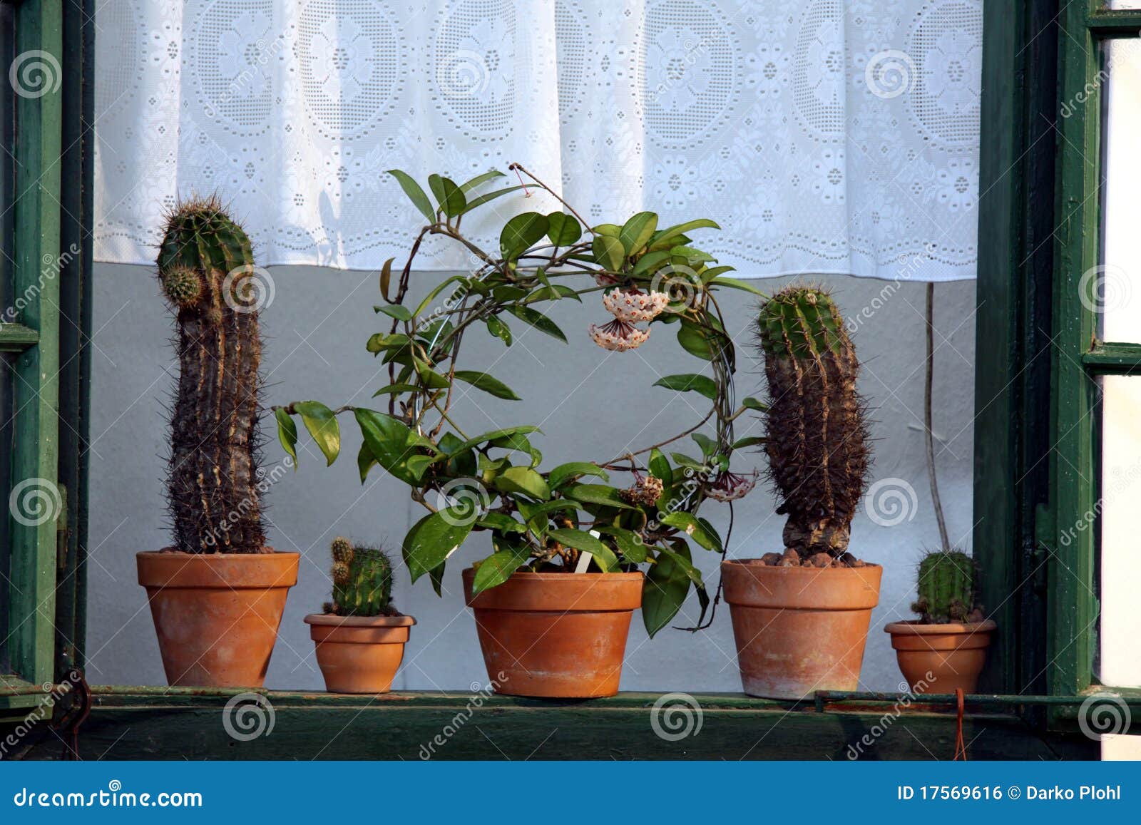 Window with cactus stock photo. Image of tradicional - 17569616