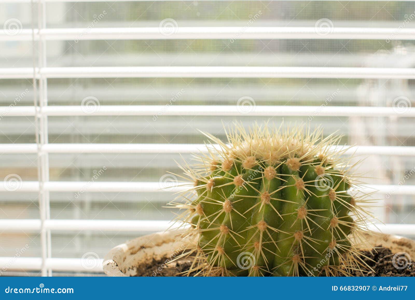 Window cactus stock image. Image of home, flower, interior - 66832907