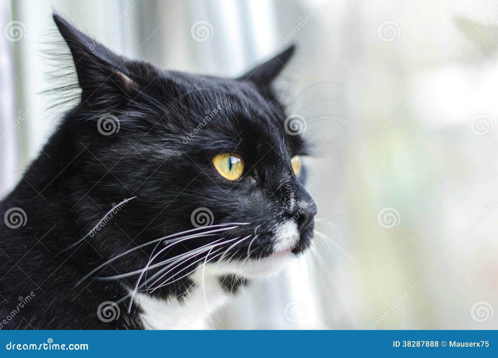 Window Cat stock photo. Image of feline, chase, hunting - 38287888
