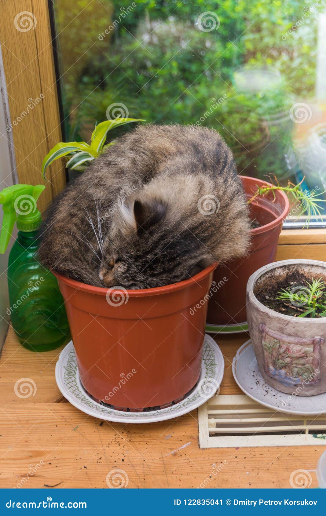 On the Window the Cat is Sleeping in the Pot for Flowers Stock Image ...