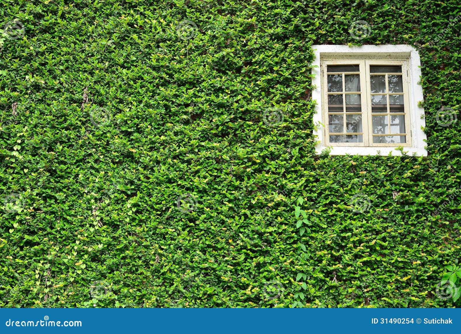 Window Covered with Green Ivy Stock Photo - Image of creeping, leaves ...