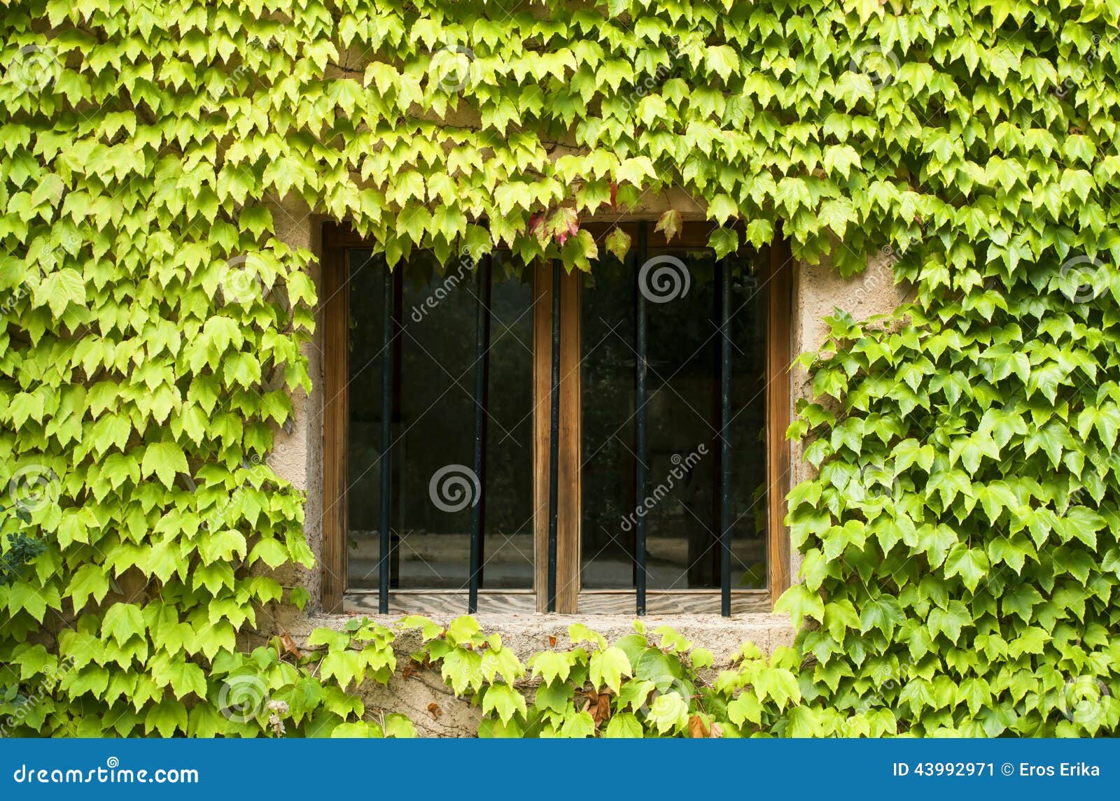 Window Covered with Green Plants Stock Image - Image of blooms, green ...