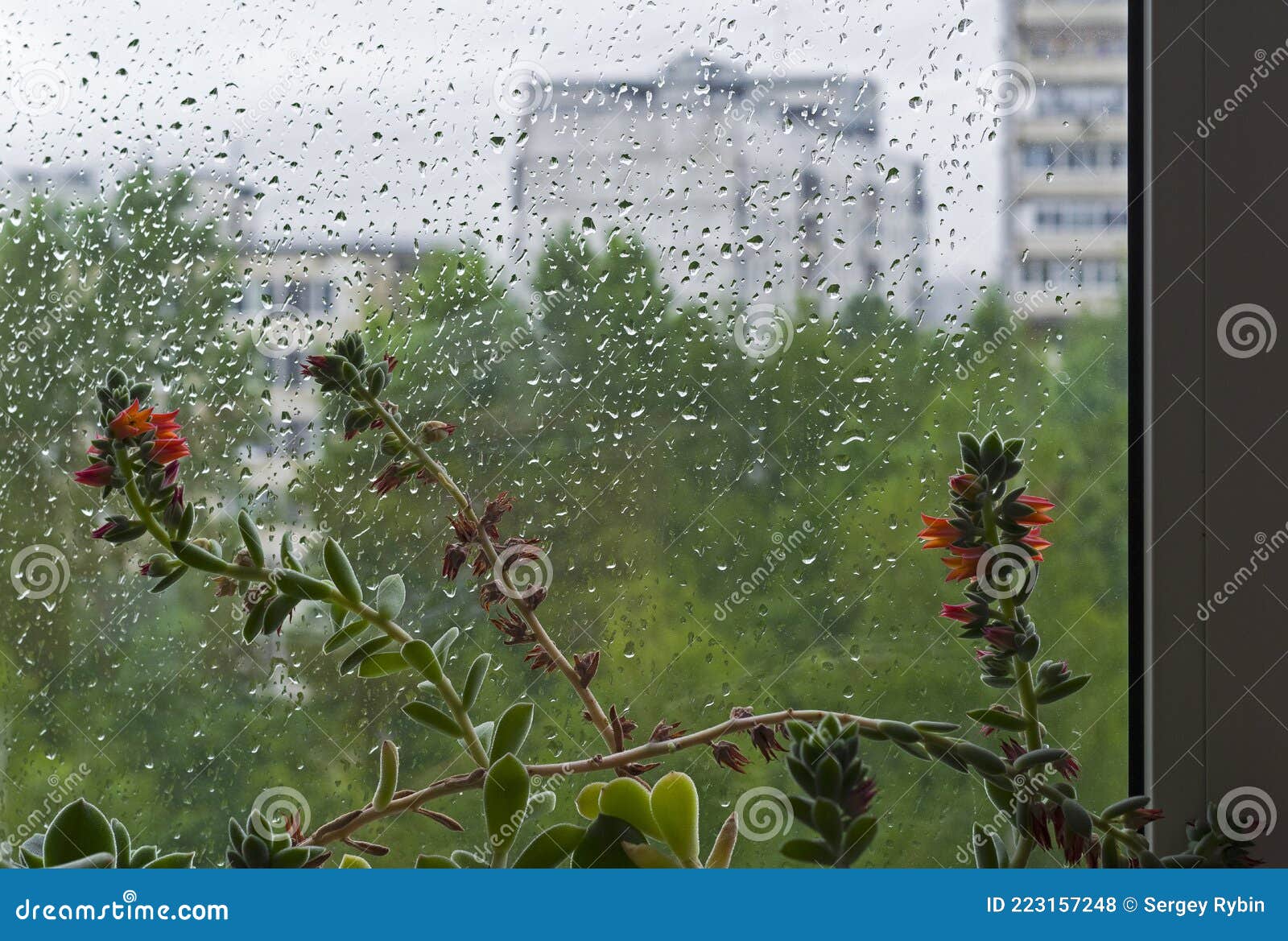 A Window Covered with Raindrops Stock Photo - Image of stonecrop, bloom ...