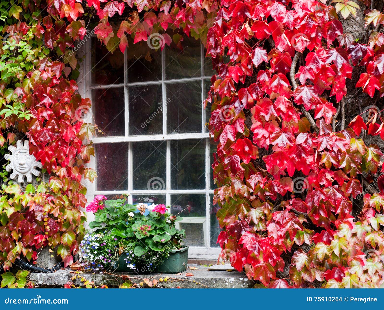 Window Covered with Red Leaves Ivy Stock Photo - Image of foliage ...