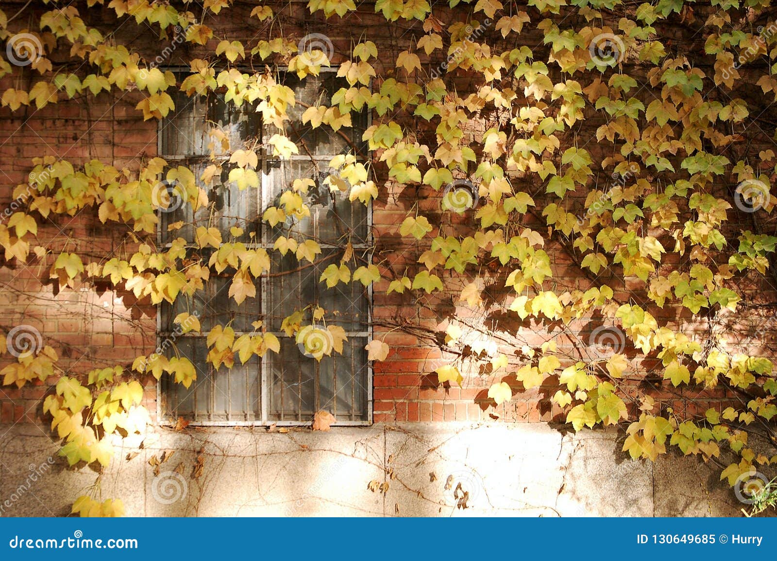 Window with Fall ivy stock image. Image of building - 130649685