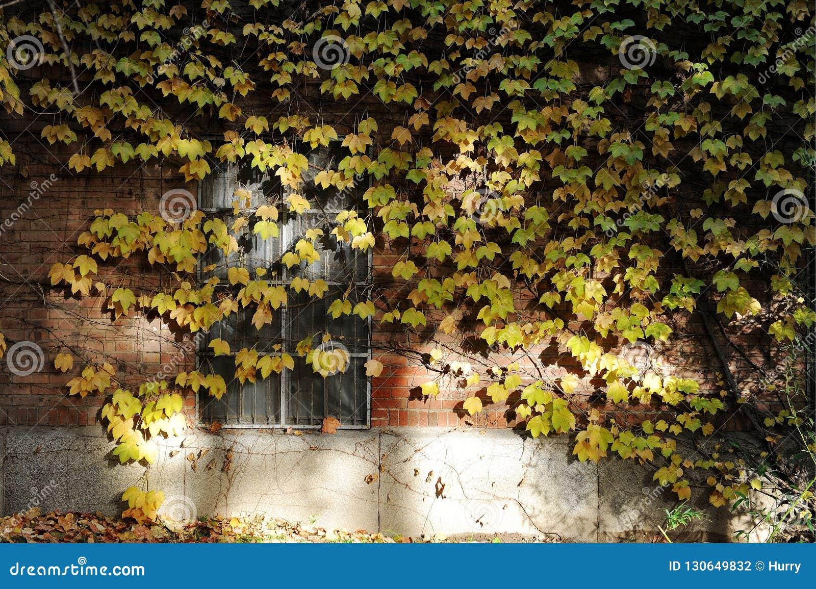 Window with Fall ivy stock photo. Image of window, building - 130649832