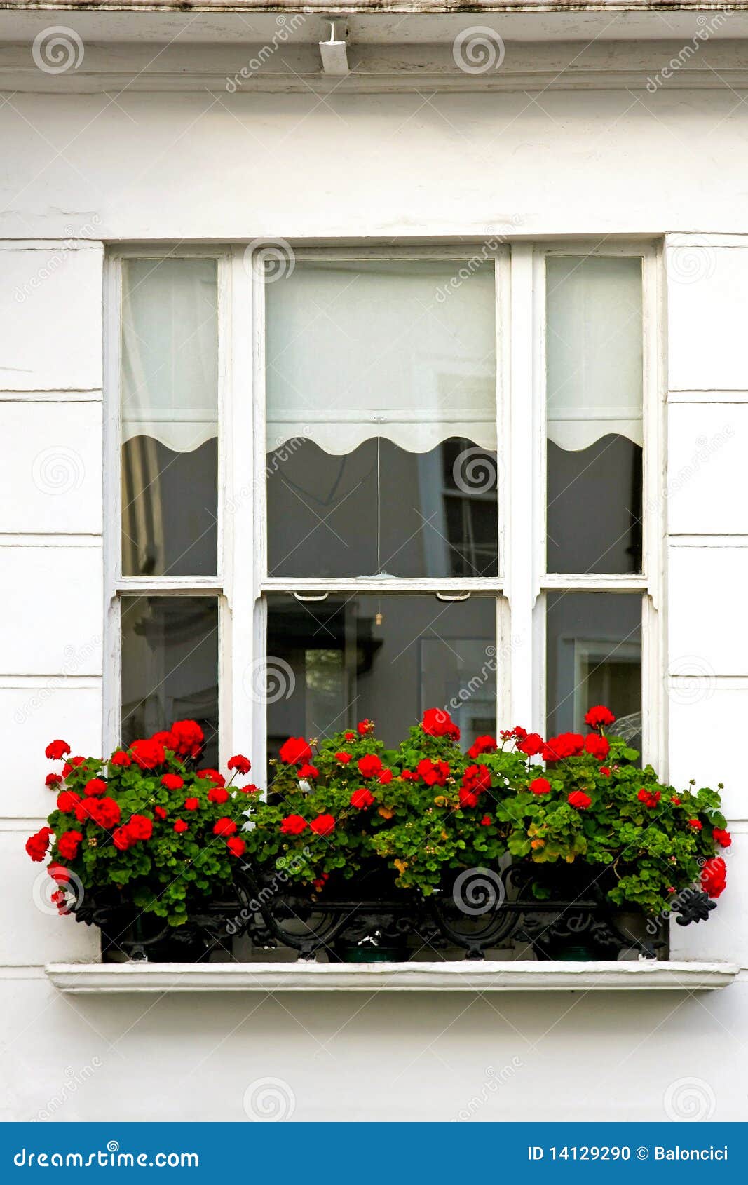 Window flowers stock photo. Image of windows, flowers - 14129290