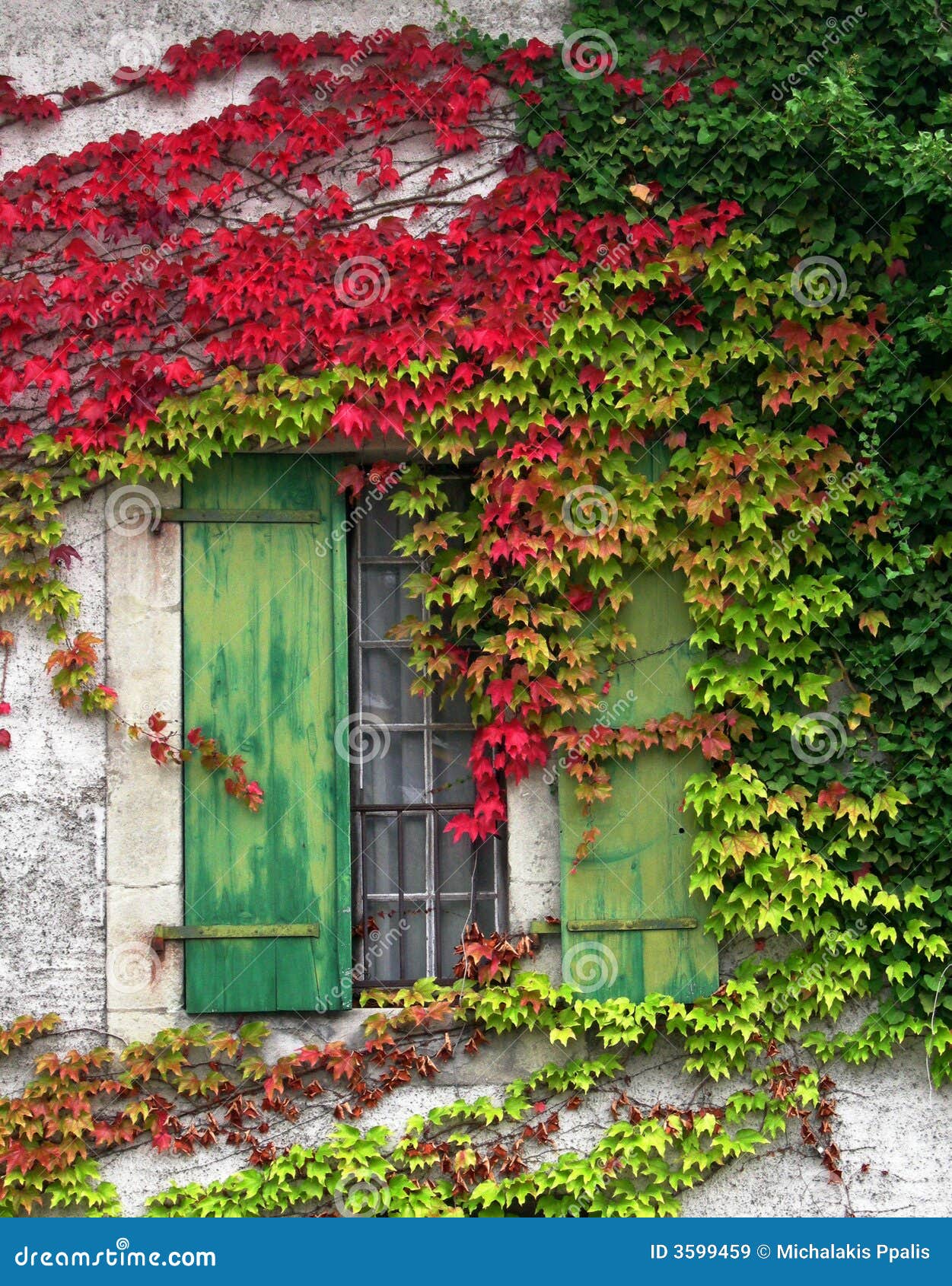 Window with foliage stock image. Image of apartment, entrance - 3599459