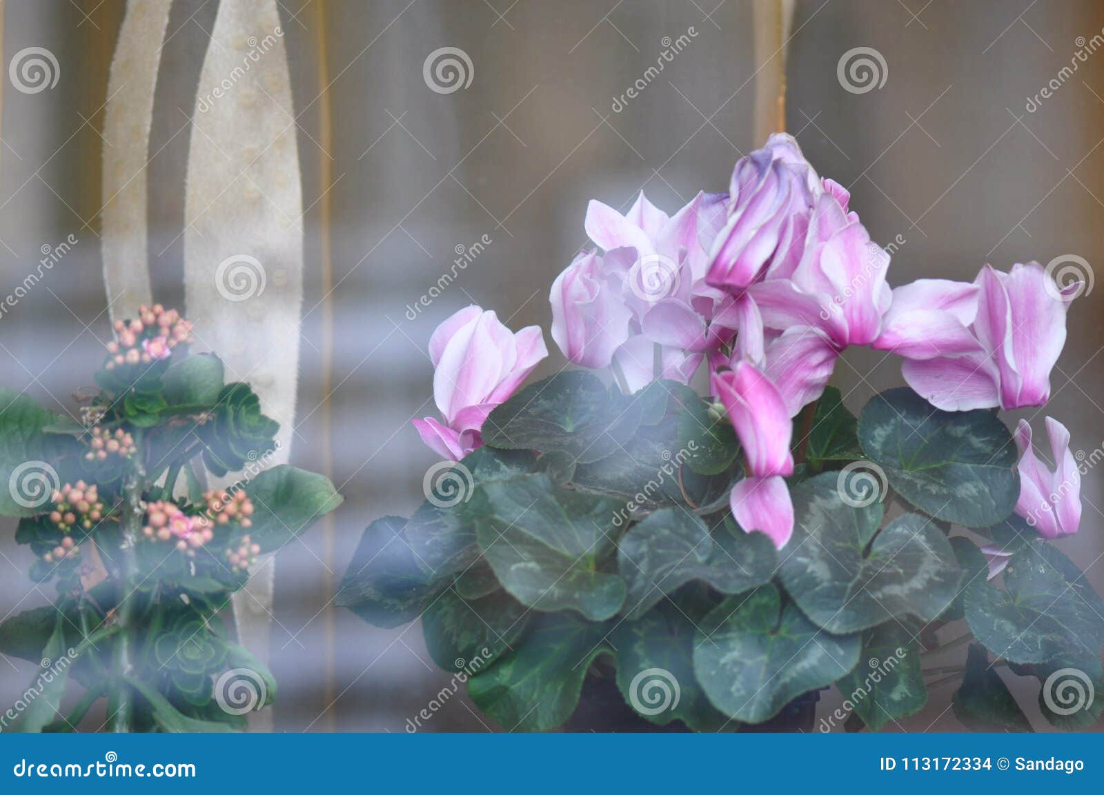 Window frame with flowers stock photo. Image of brown - 113172334