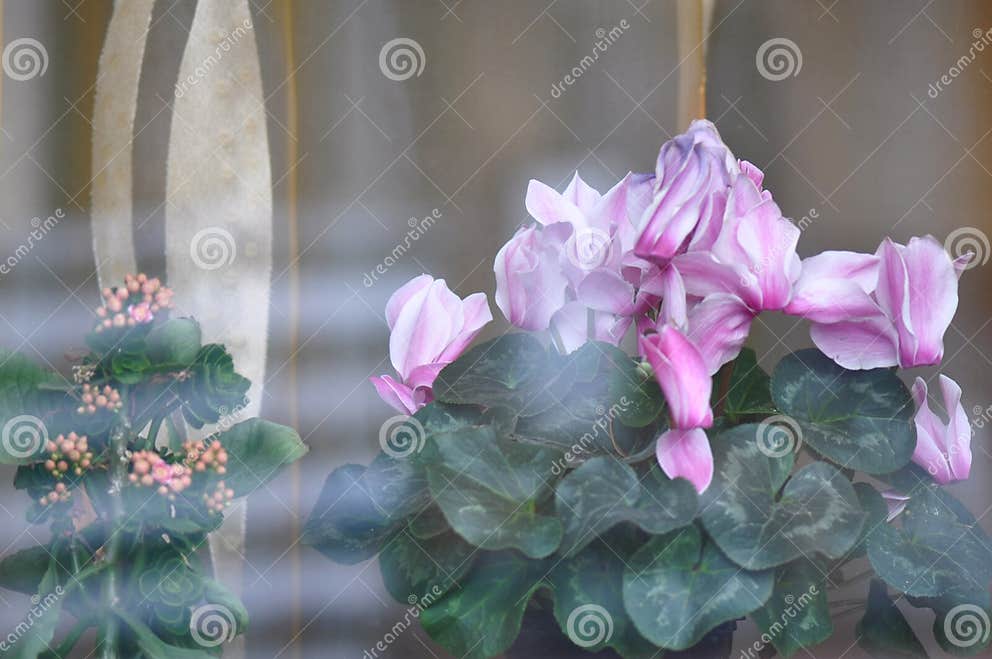 Window frame with flowers stock photo. Image of brown - 113172334