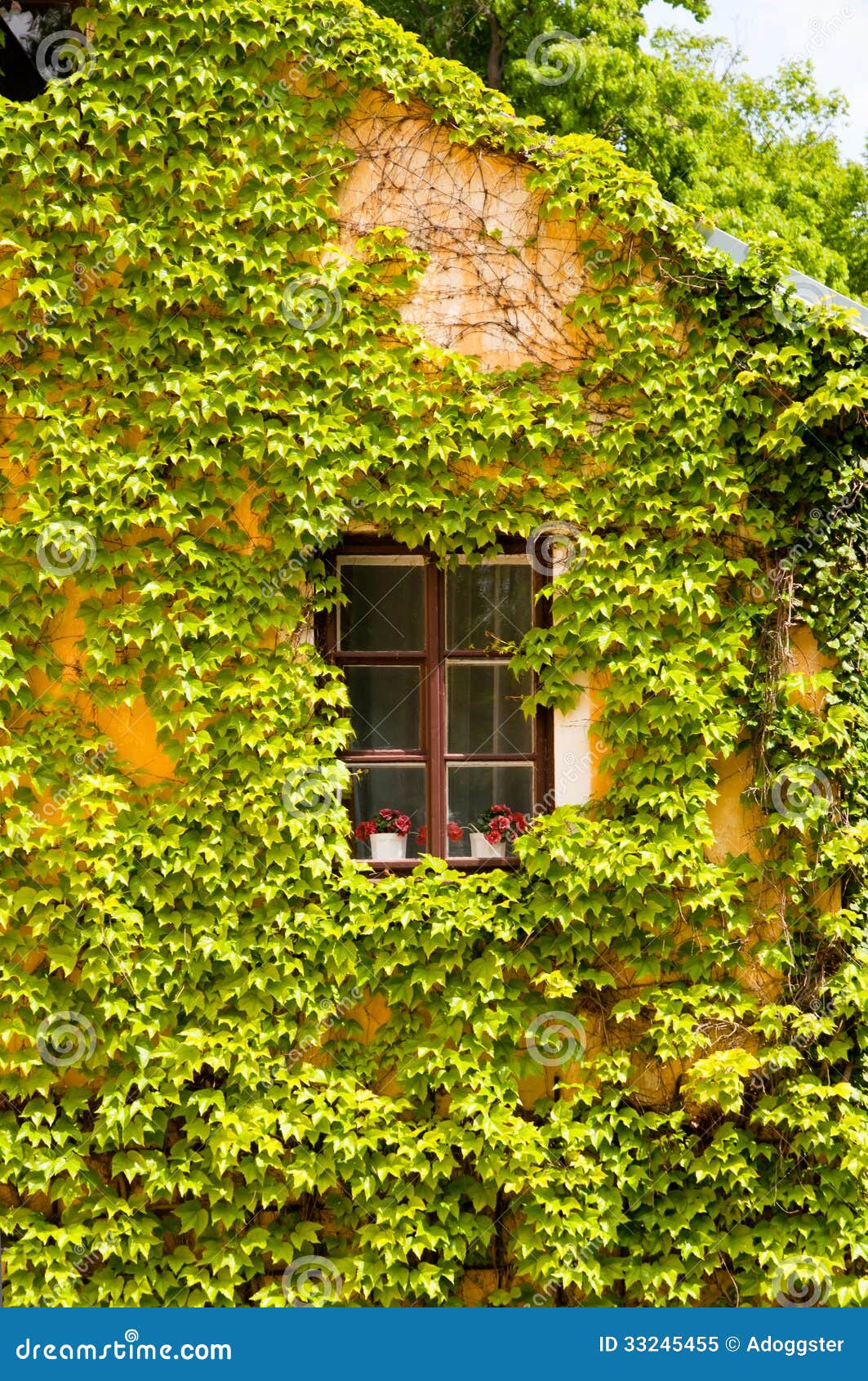 Window With Vine Plant Attached Stock Image | CartoonDealer.com #24436501
