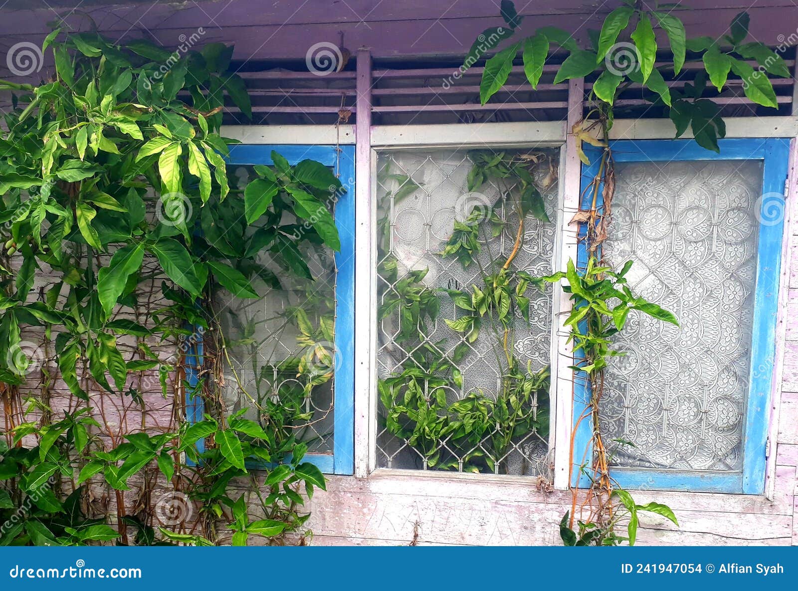 The Window is Full of Weeds Stock Photo - Image of jungle, plant: 241947054