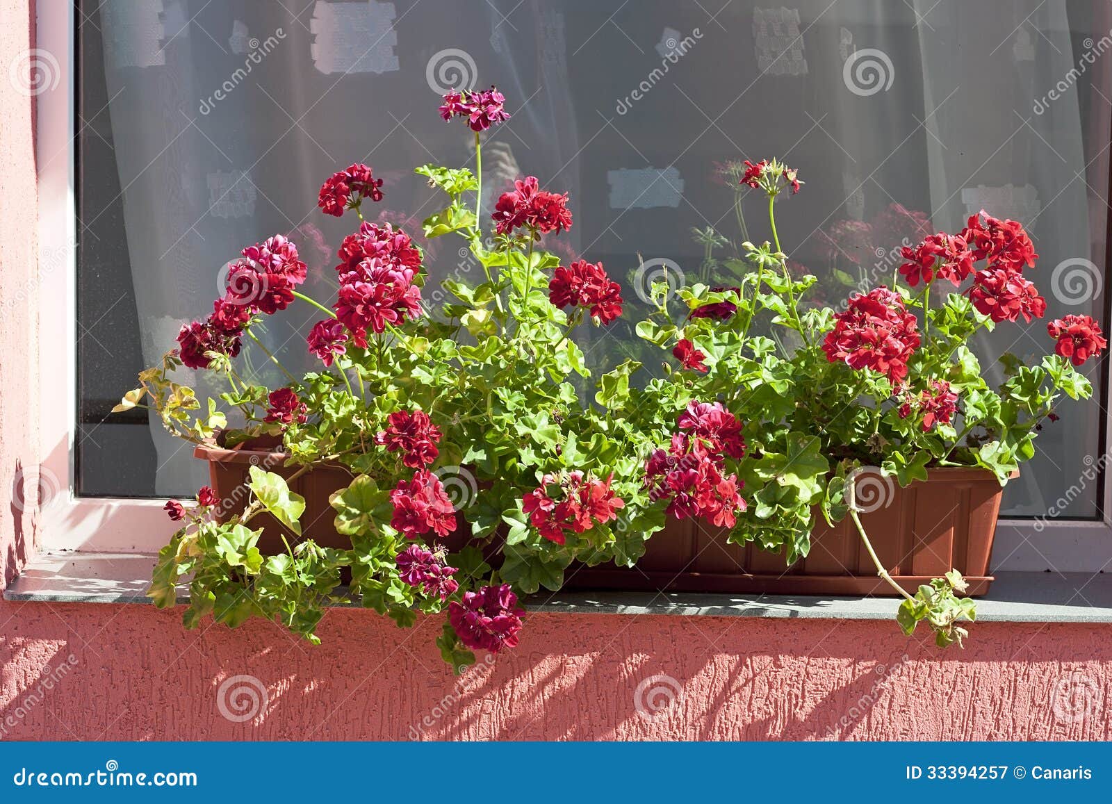 Window with Geranium Flowers Stock Image - Image of flowers, house ...