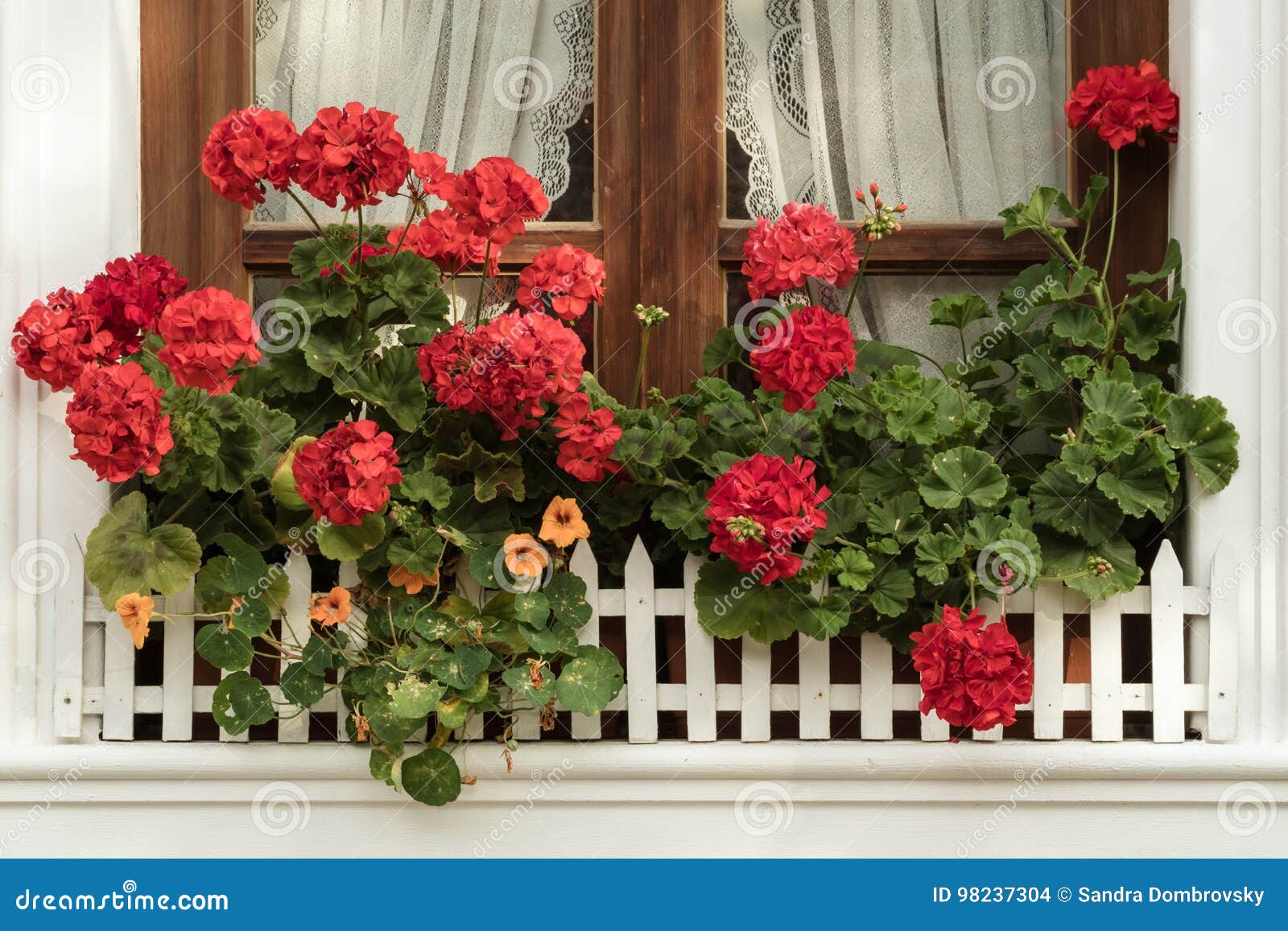 Window with geraniums stock photo. Image of geranium - 98237304