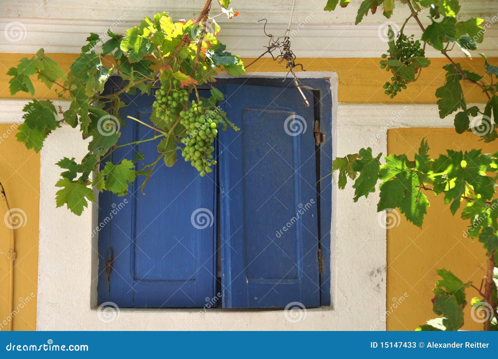 Window with grape vine stock image. Image of fasade, closed - 15147433