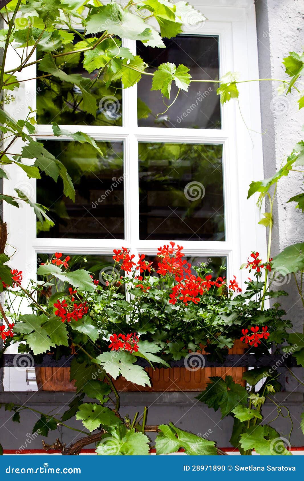 Window grapes leaves stock photo. Image of cover, open - 28971890