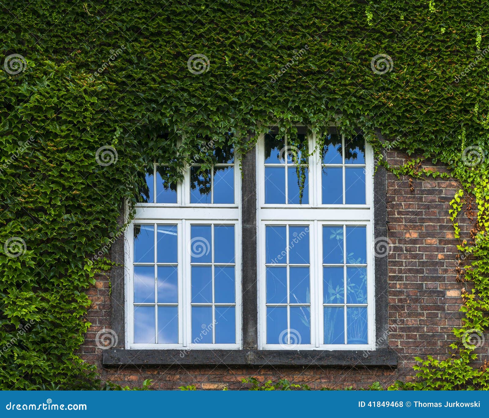 Window and grapevine stock photo. Image of facade, grapevine - 41849468
