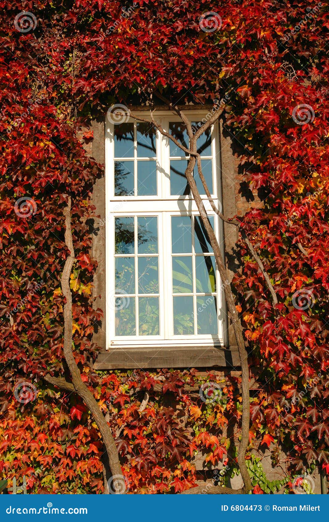 Window in grapevine leaves stock image. Image of sunny - 6804473