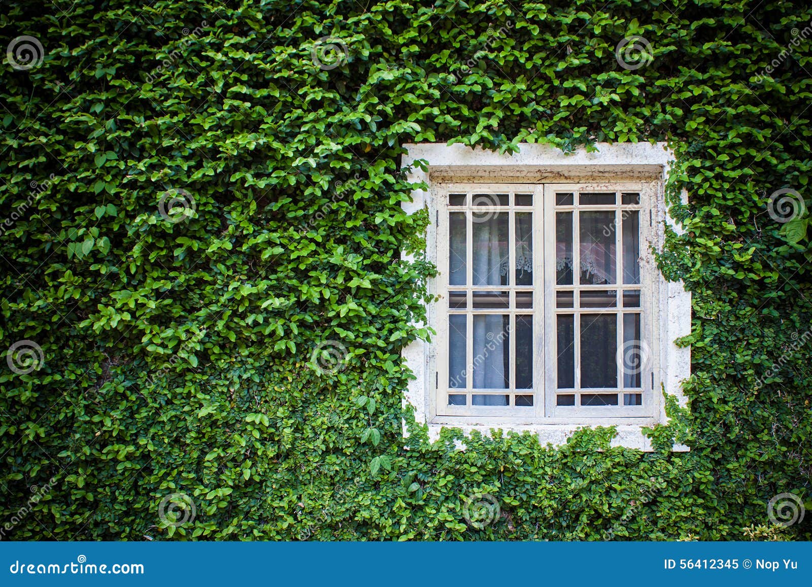 Window and green ivy stock image. Image of growing, hotel - 56412345