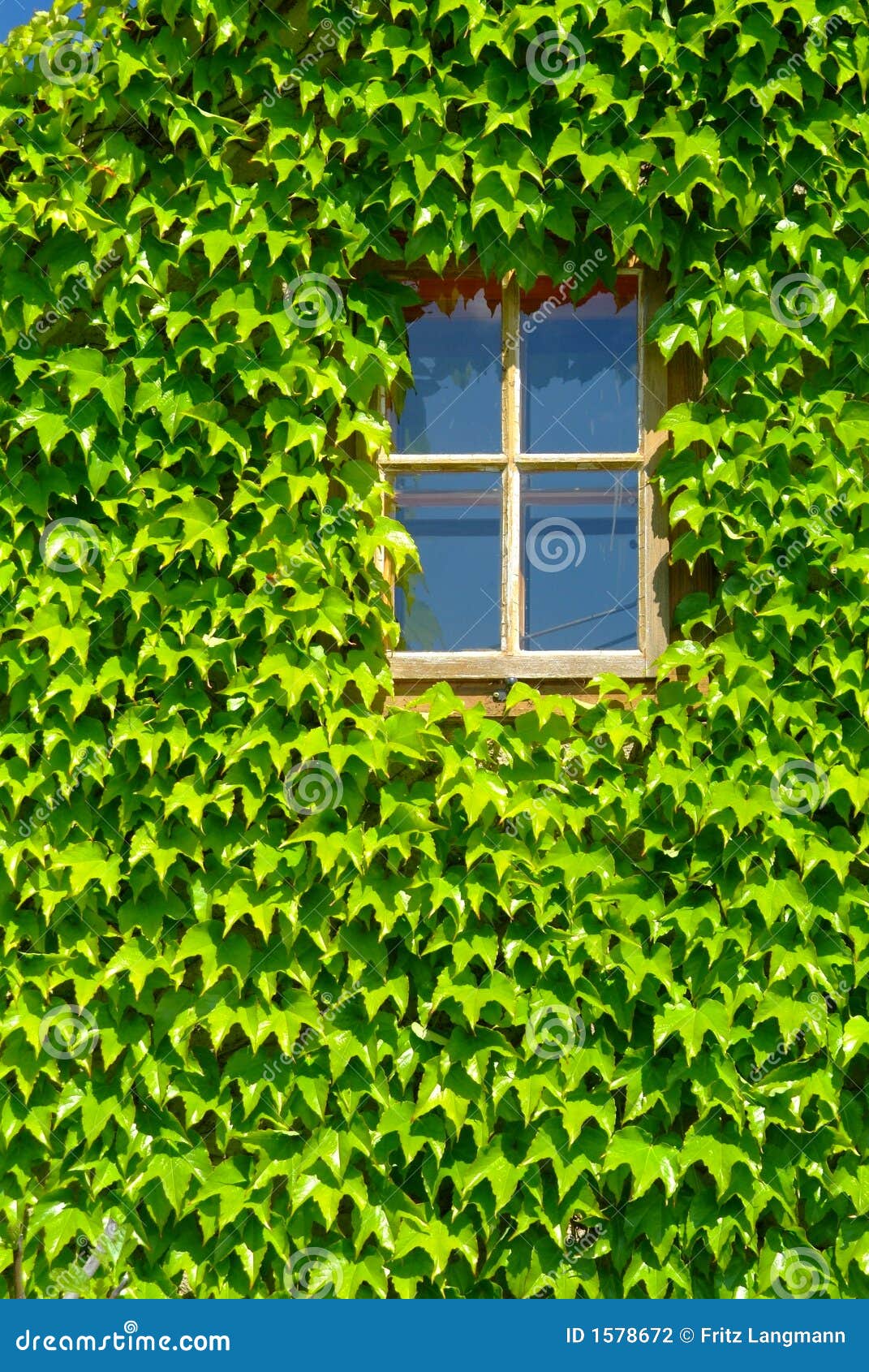 Window with green leafs stock photo. Image of outdoor - 1578672