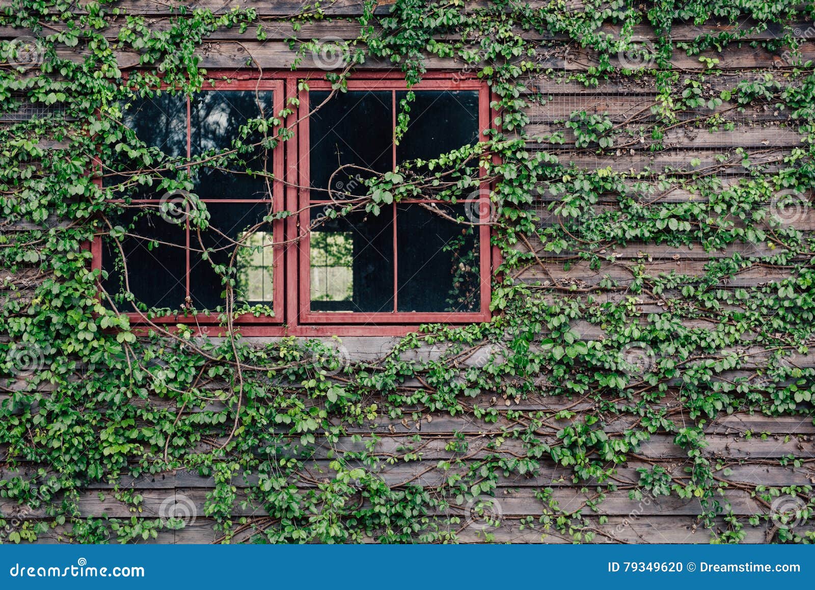 Window with Green Leaves Wall Stock Photo - Image of climber, design ...