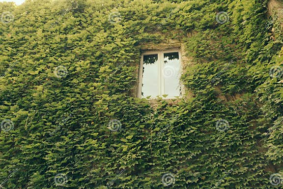 Window in a green wall stock image. Image of nature, living - 80402079