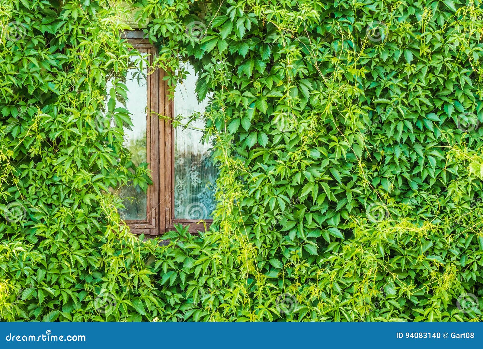 Window among the Greenery. House Planted with Plants. Window of Nature ...