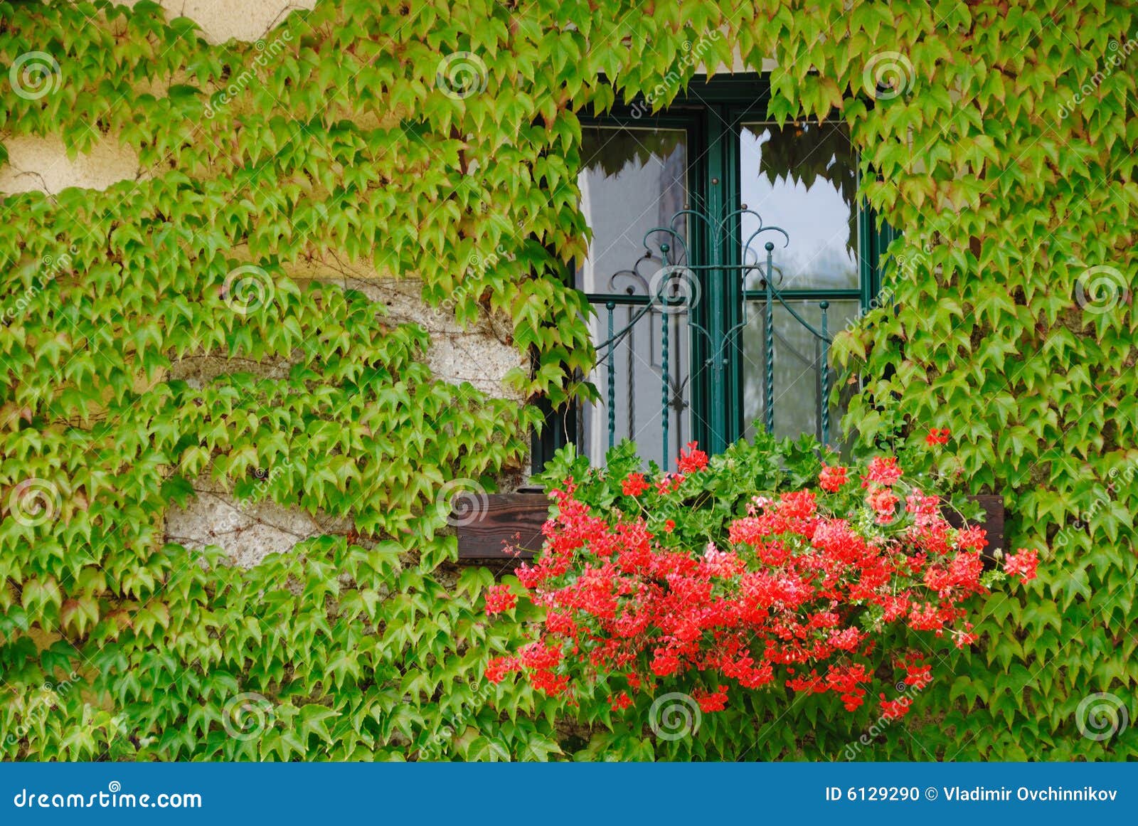 Window grown with an ivy stock photo. Image of reflection - 6129290