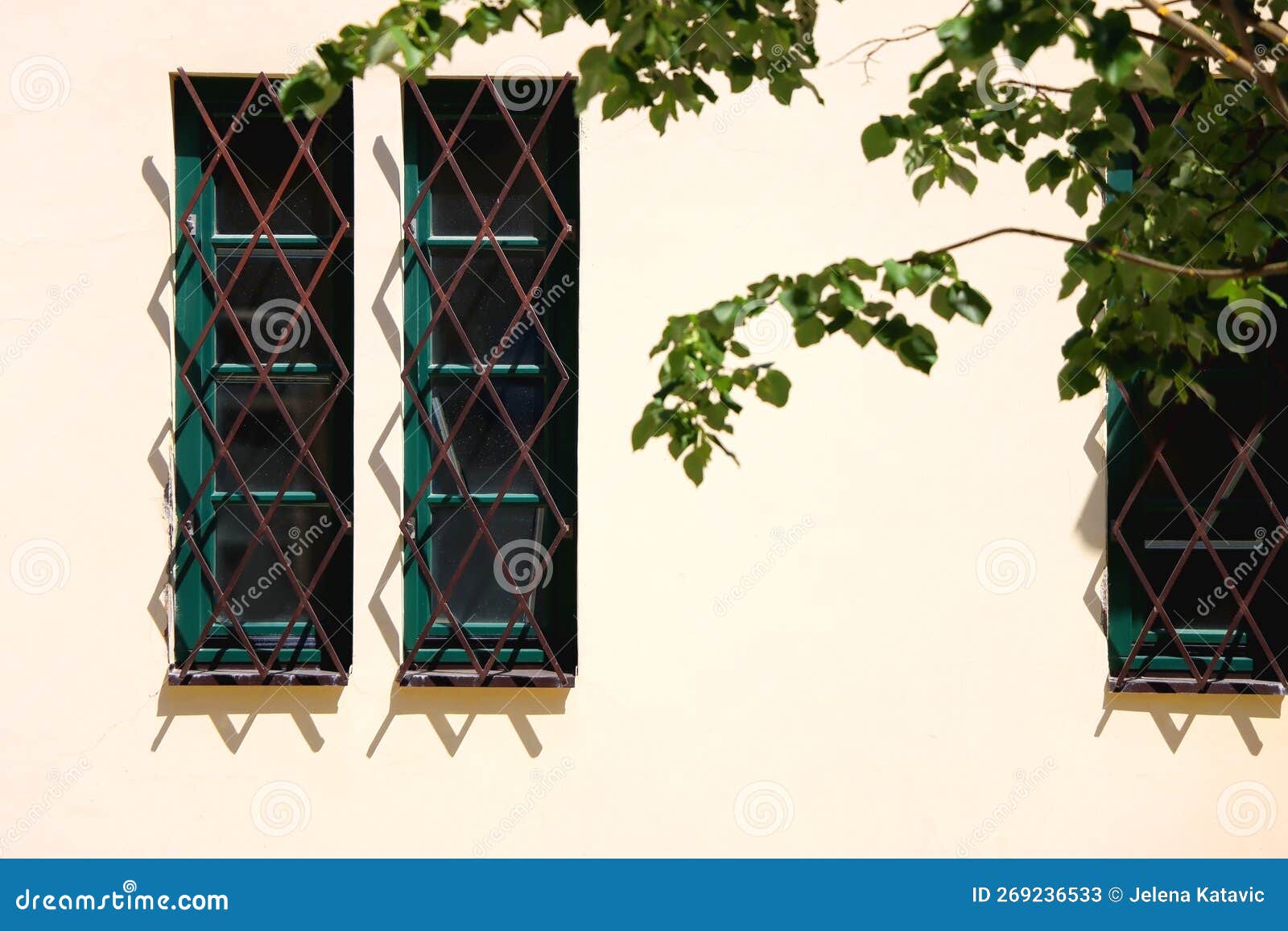 Window and Tree Branch stock image. Image of close, plant - 269236533