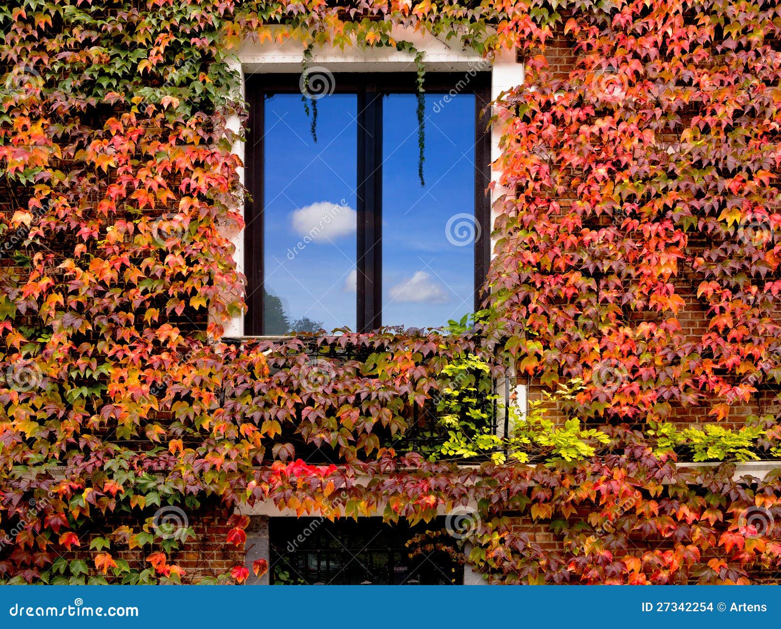 Window With Vine Plant Attached Stock Image | CartoonDealer.com #24436501