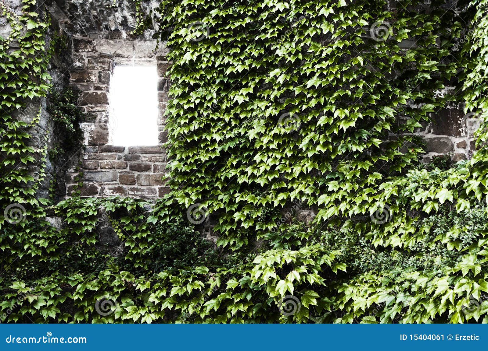 Window and ivy stock image. Image of green, glow, window - 15404061