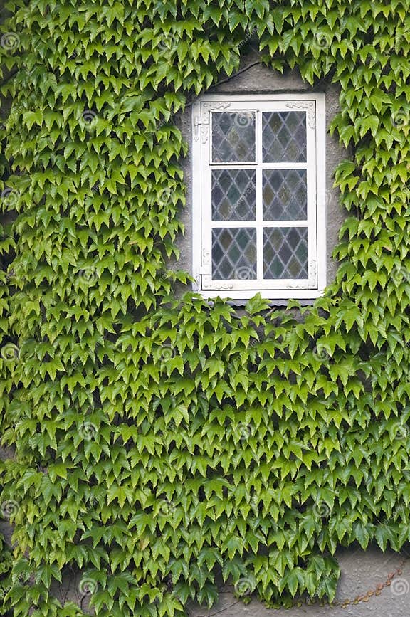Window with ivy stock photo. Image of climb, architectural - 18955492
