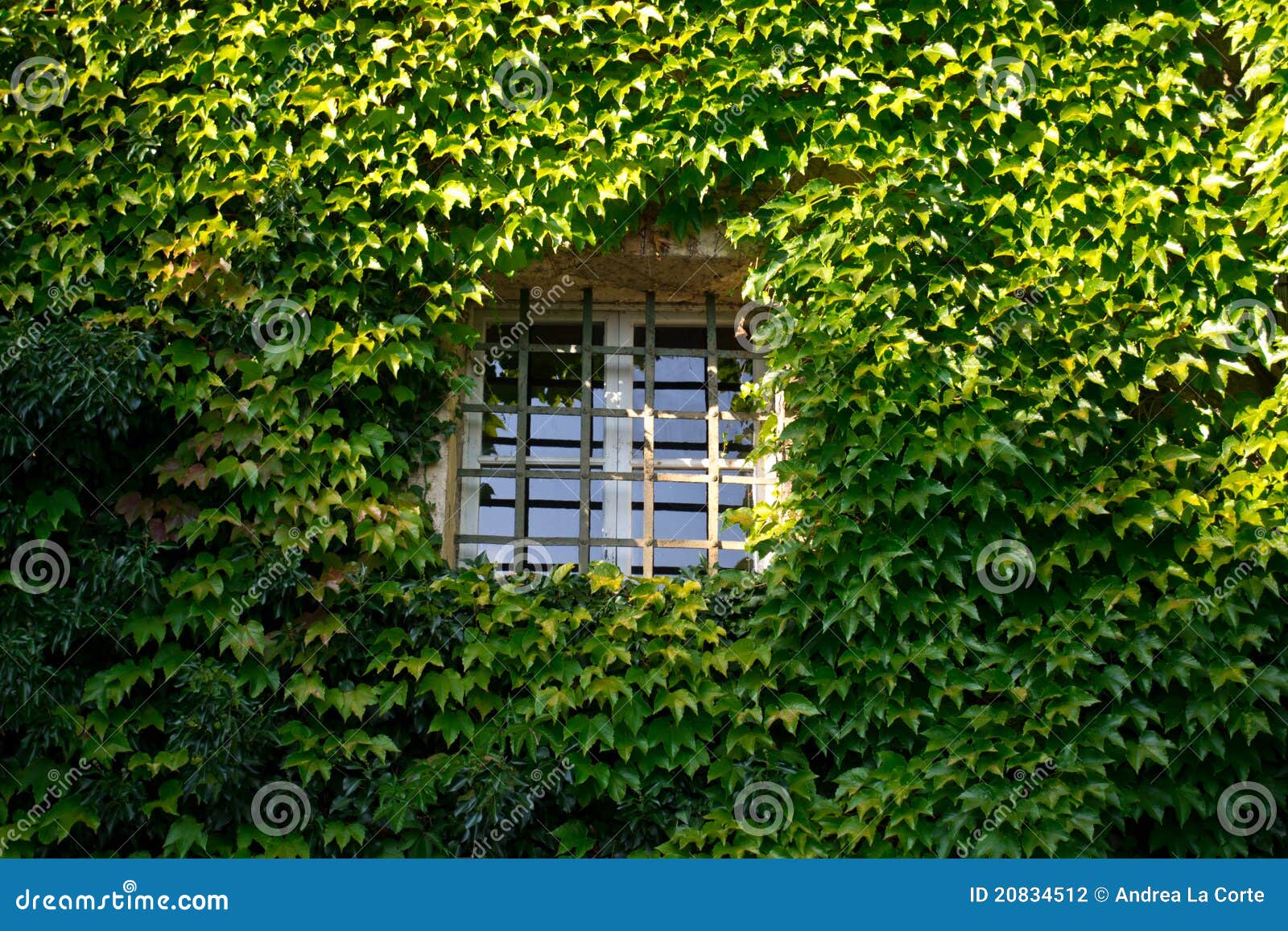 Window with ivy stock photo. Image of nature, leaves - 20834512