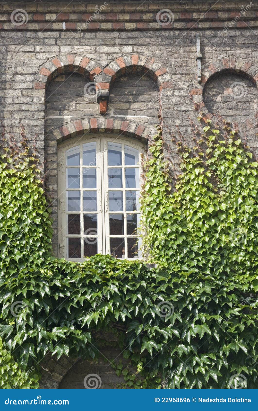 Window with ivy stock photo. Image of overgrown, construction - 22968696