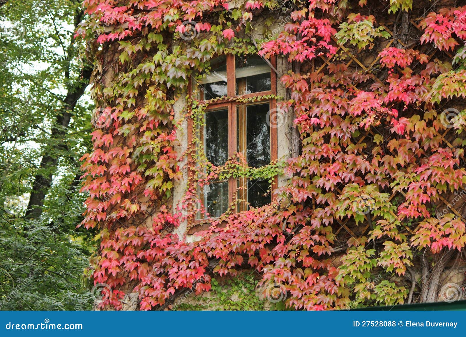 Window and ivy stock photo. Image of architecture, colorful - 27528088
