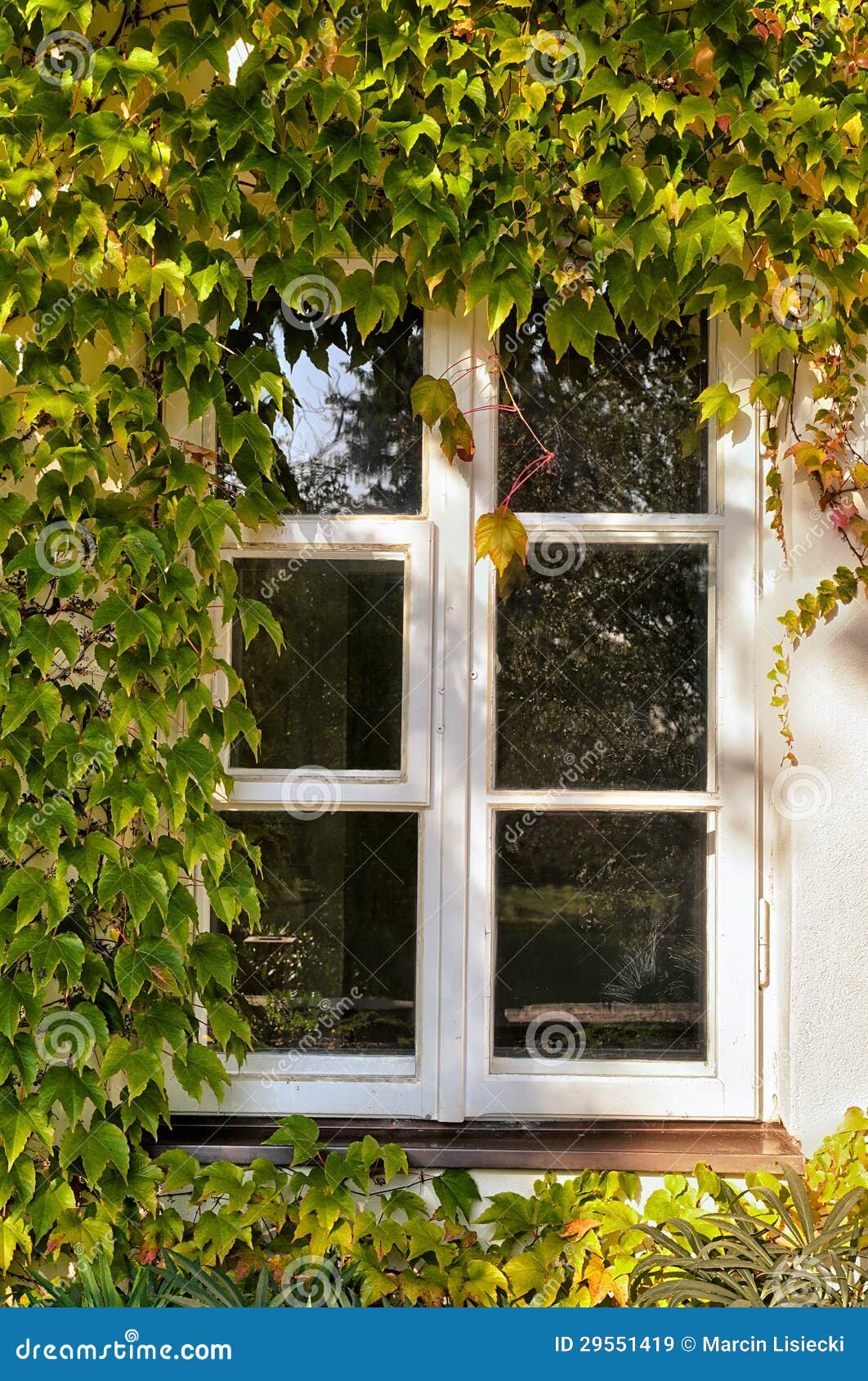 Window with Ivy stock image. Image of spring, frame, village - 29551419