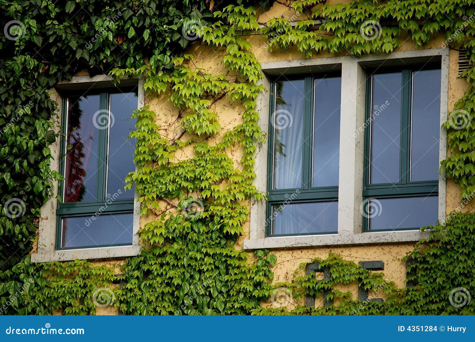 Window and ivy stock photo. Image of botany, nature, leaves - 4351284