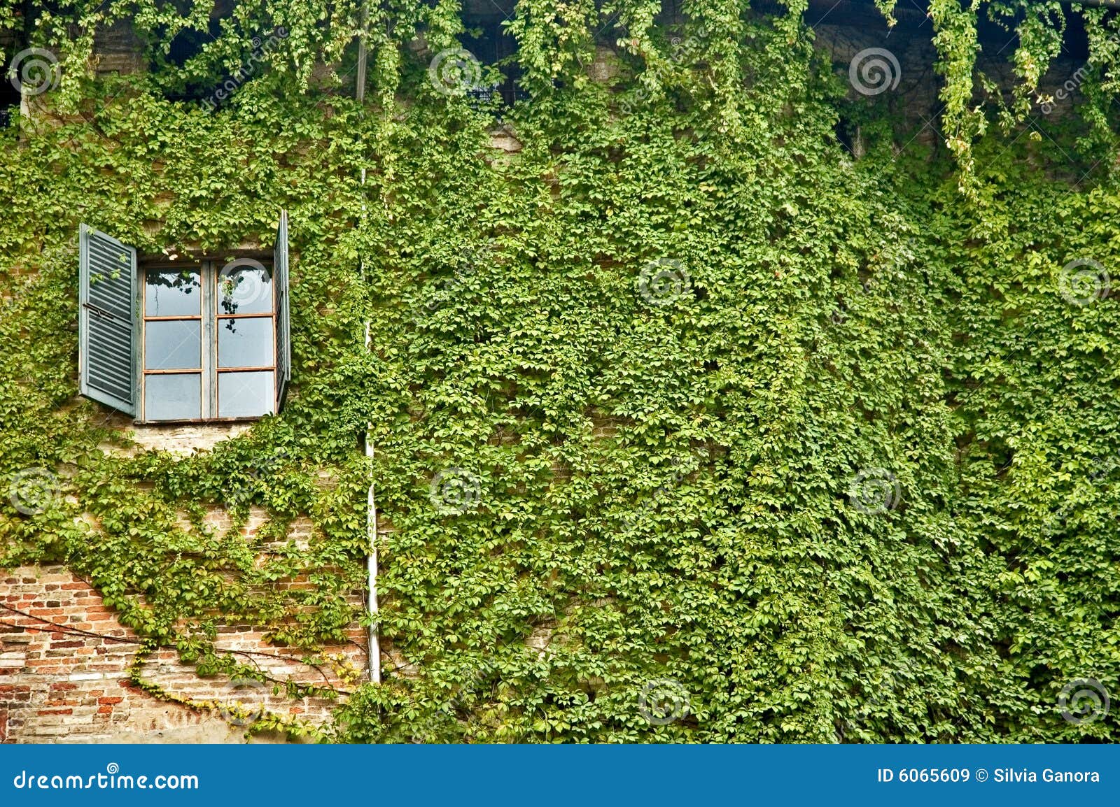 Window and ivy stock image. Image of plant, overgrown - 6065609