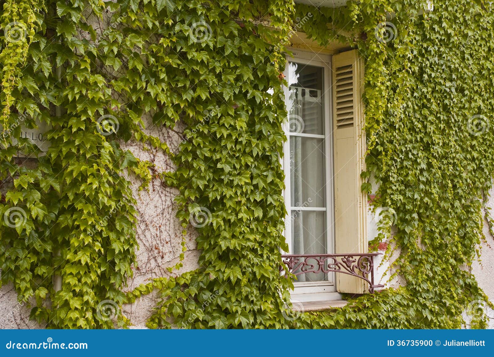 Window Ivy stock photo. Image of vines, vine, stone, france - 36735900