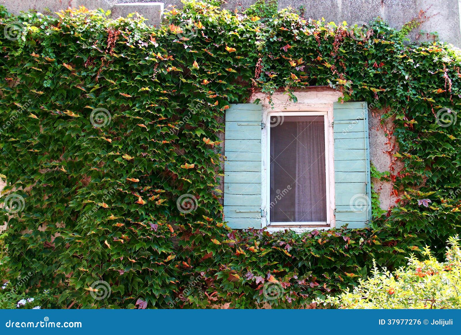 Window on ivy covered wall stock photo. Image of house - 37977276