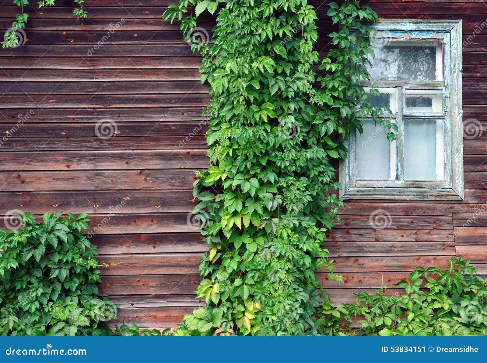 Window with ivy on it stock image. Image of architecture - 53834151
