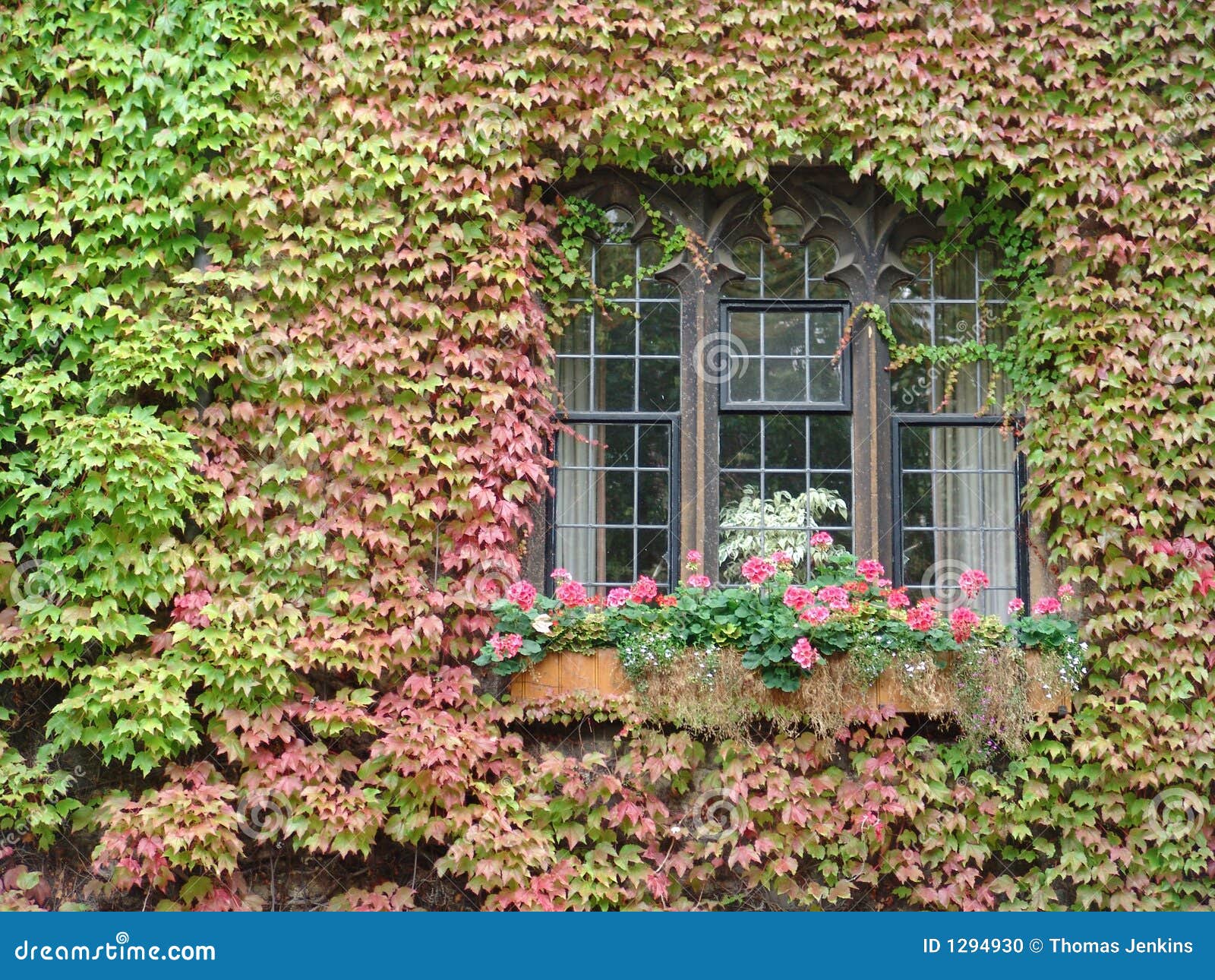 Window Ivy Plant Growing Around it Stock Photo - Image of latticework ...