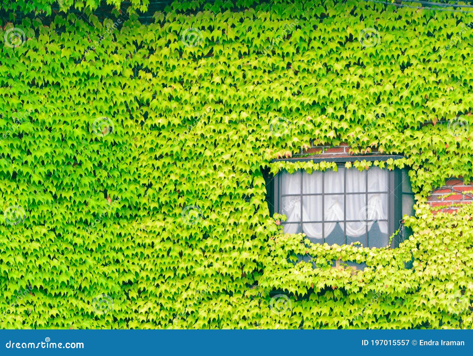 Window in the jungle stock image. Image of higashihiroshima - 197015557