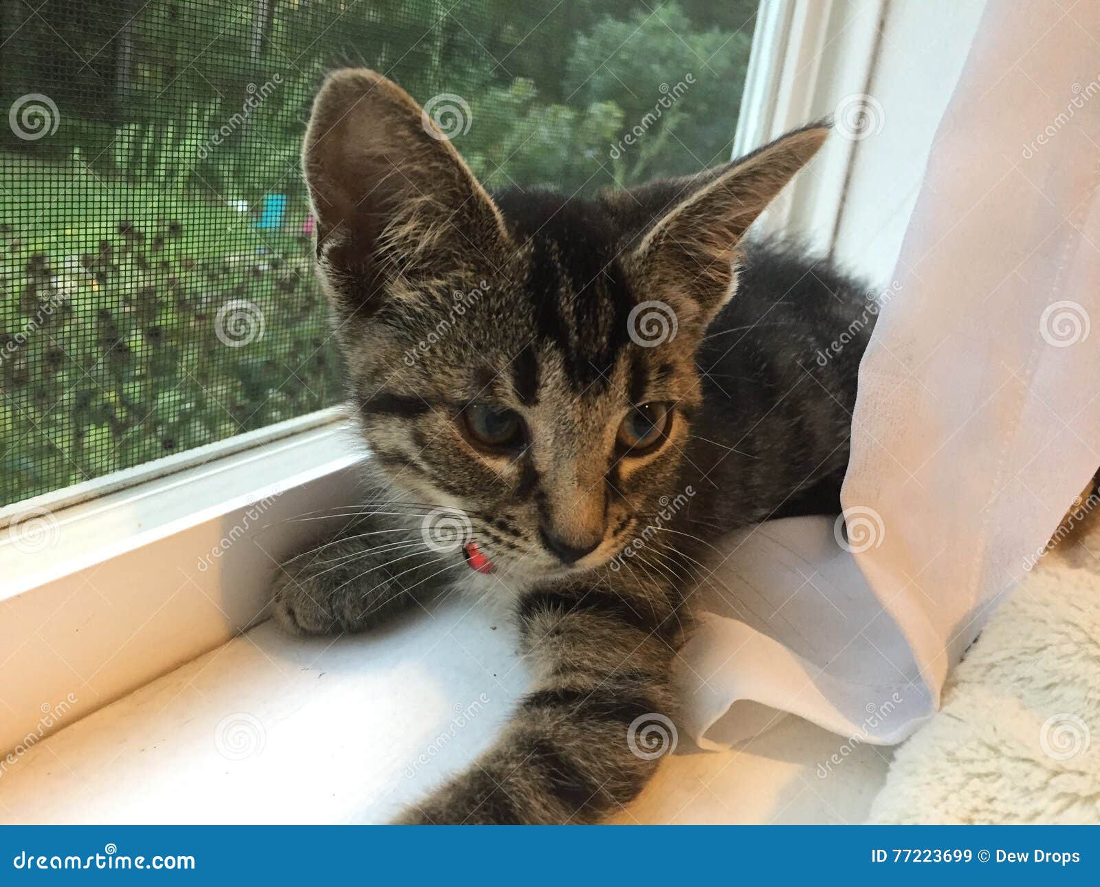 Window Kitten stock image. Image of window, cute, kitten - 77223699