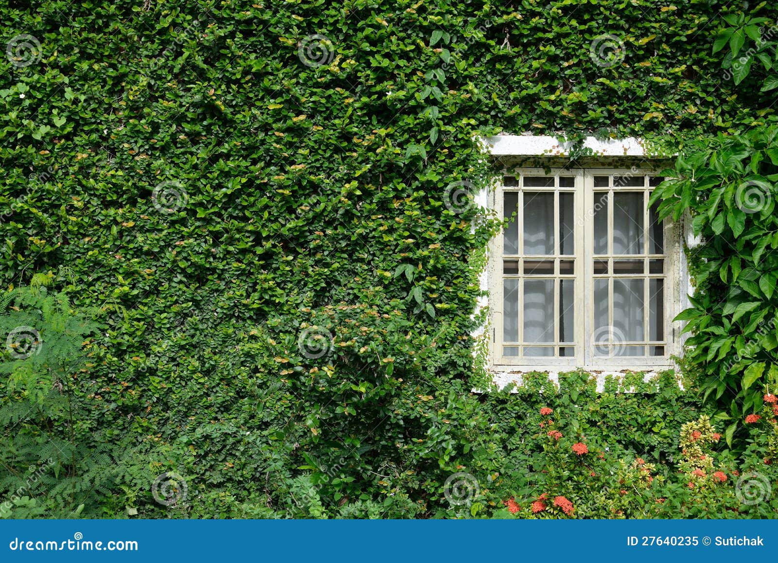 Window on leaves stock image. Image of leafy, growing - 27640235