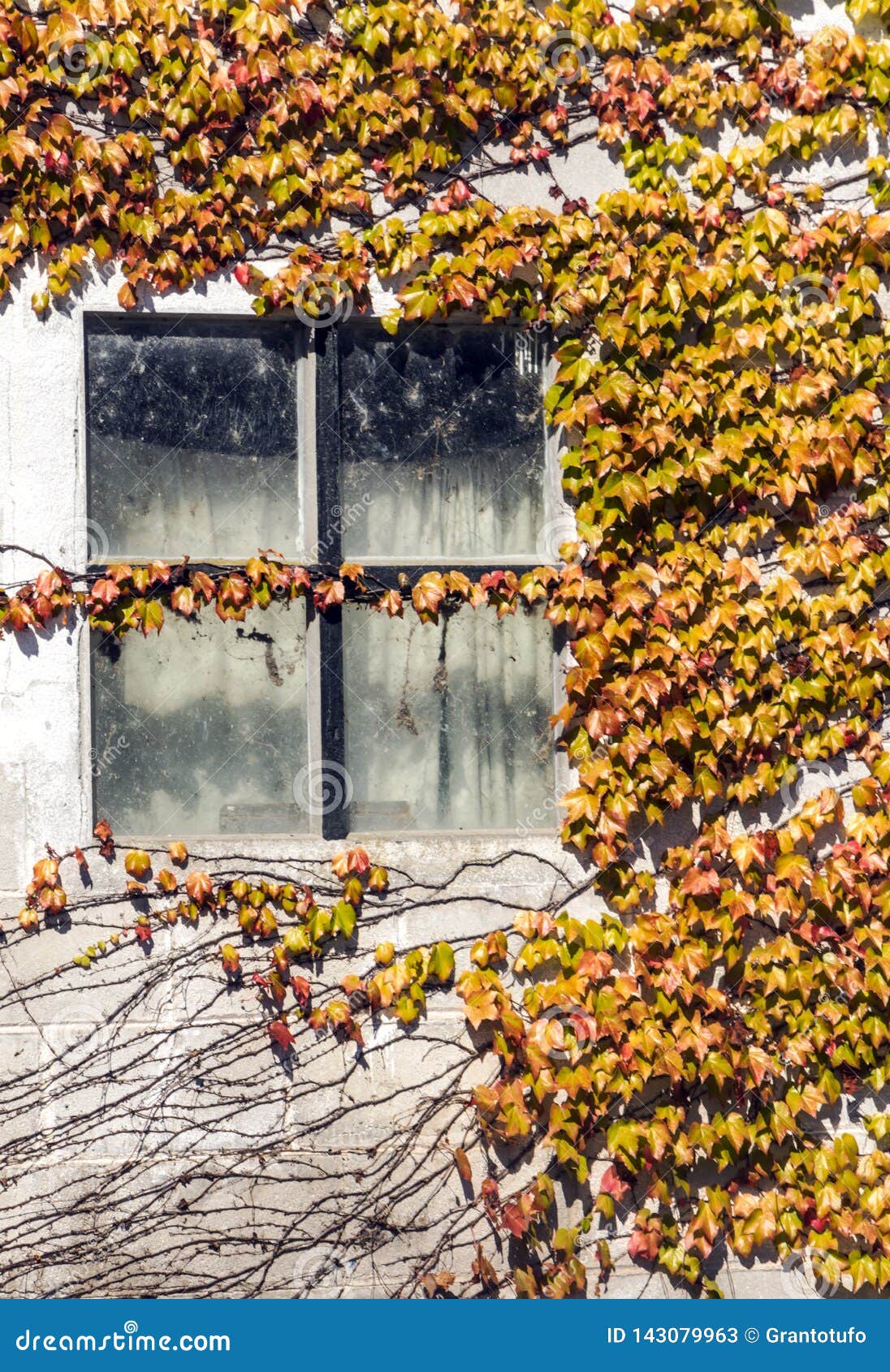 Window with leaves stock image. Image of green, front - 143079963